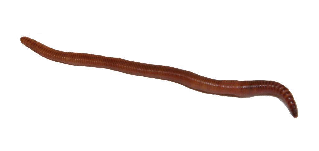 Big Red Worms - DMF Bait