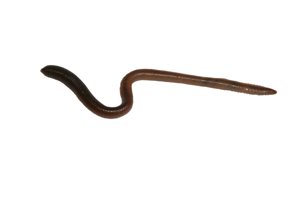 Baby Crawlers - DMF Bait