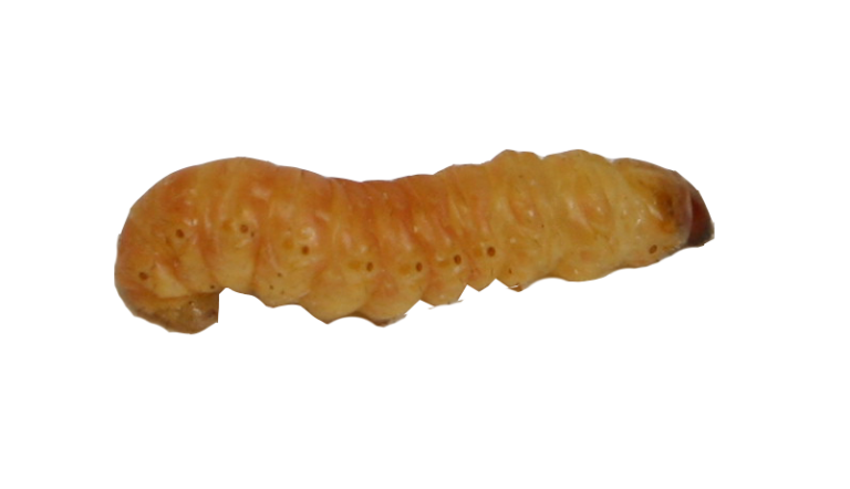 Butterworms - DMF Bait